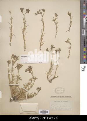 Spergularia ramosa Spergularia ramosa Stock Photo - Alamy