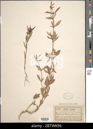 Spermacoce sp Spermacoce sp Stock Photo - Alamy