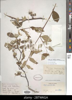 Styrax americanus Lam Styrax americanus Lam Stock Photo - Alamy