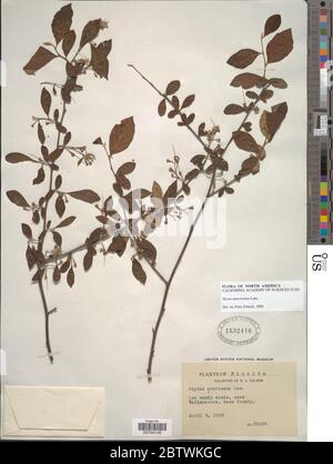 Styrax americanus Lam Styrax americanus Lam Stock Photo - Alamy