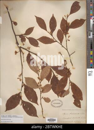 Styrax americanus Lam Styrax americanus Lam Stock Photo - Alamy