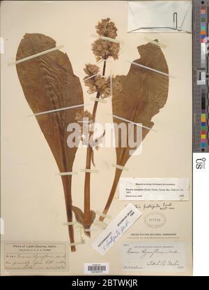 Swertia fastigiata Pursh Stock Photo - Alamy