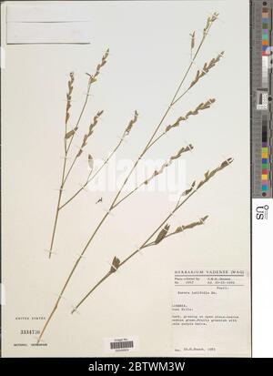Zornia latifolia Sm Zornia latifolia Sm Stock Photo - Alamy