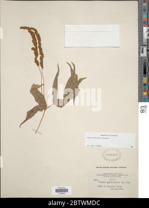 Anemia phyllitidis L Sw Anemia phyllitidis L Sw Stock Photo - Alamy