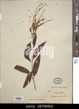 Buddleja asiatica Lour Stock Photo - Alamy