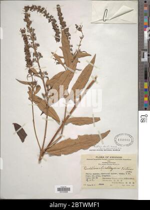 Buddleja davidii Franch Buddleja davidii Franch Stock Photo - Alamy