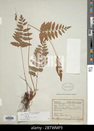 Anemia sp Anemia sp Stock Photo - Alamy