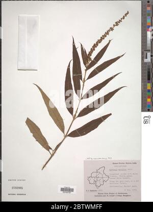 Buddleja asiatica Lour Stock Photo - Alamy