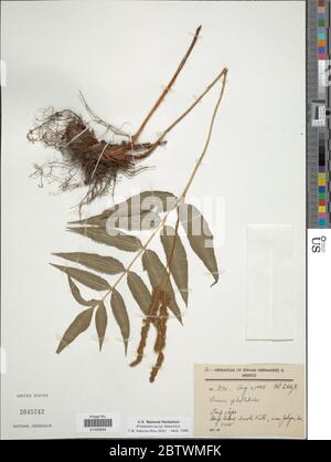 Anemia phyllitidis L Sw Anemia phyllitidis L Sw Stock Photo - Alamy