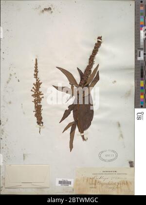 Buddleja japonica Hemsl Buddleja japonica Hemsl Stock Photo - Alamy