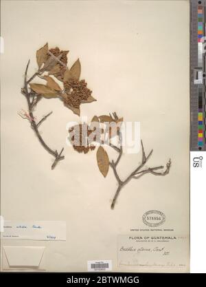Buddleja nitida Buddleja nitida Stock Photo - Alamy