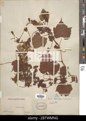 Cuscuta japonica Cuscuta japonica Stock Photo - Alamy