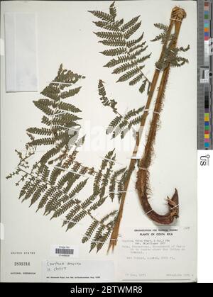 Cyathea fulva M Martens Galeotti Fe Cyathea fulva M Martens Galeotti Fe ...