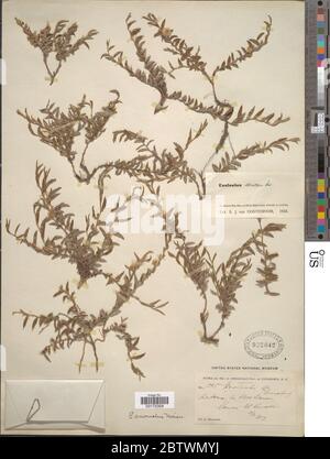 Evolvulus sericeus Sw Evolvulus sericeus Sw Stock Photo - Alamy