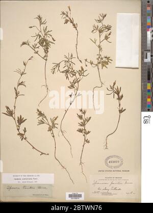 Ipomoea costellata Torr Ipomoea costellata Torr Stock Photo - Alamy