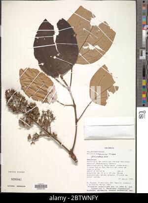 Miconia amazonica Miconia amazonica Stock Photo - Alamy