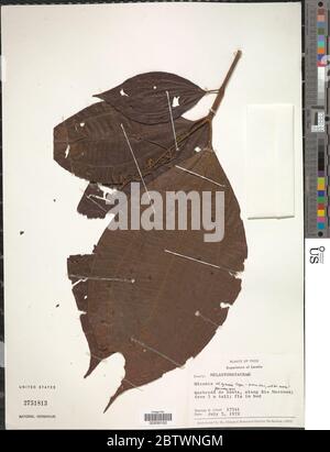 Miconia egensis Cogn Miconia egensis Cogn Stock Photo - Alamy