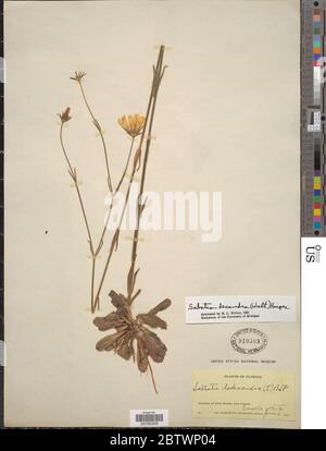 Sabatia decandra Walter Sabatia decandra Walter Stock Photo - Alamy