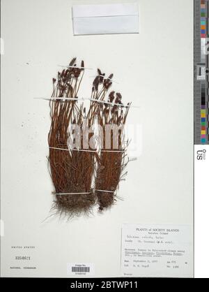 Schizaea robusta Schizaea robusta Stock Photo - Alamy