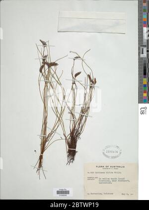 Schizaea bifida Schizaea bifida Stock Photo - Alamy