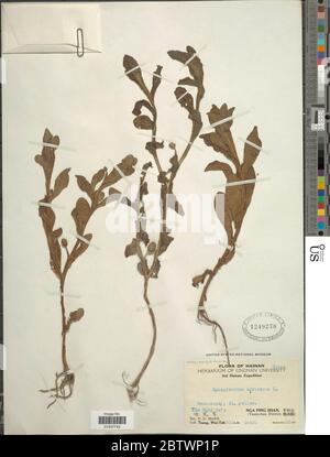 Sphaeranthus africanus L Sphaeranthus africanus L Stock Photo - Alamy