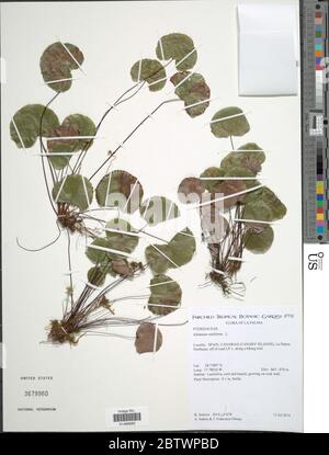 Adiantum reniforme L Adiantum reniforme L Stock Photo - Alamy