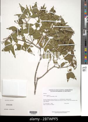 Amyris elemifera L Amyris elemifera L Stock Photo - Alamy