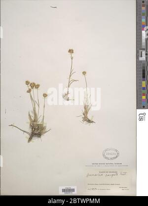 Arenaria congesta Nutt Arenaria congesta Nutt Stock Photo - Alamy