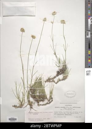 Arenaria congesta Nutt Stock Photo - Alamy