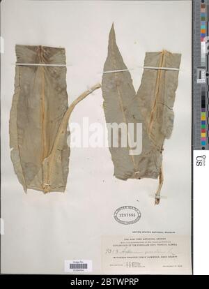 Asplenium serratum L Asplenium serratum L Stock Photo - Alamy