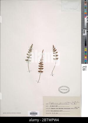 Asplenium pinnatifidum Asplenium pinnatifidum Stock Photo - Alamy