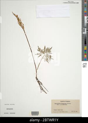 Botrychium dissectum Spreng Stock Photo - Alamy