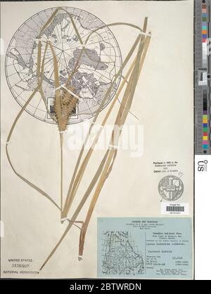 Carex retrorsa Schwein Stock Photo - Alamy