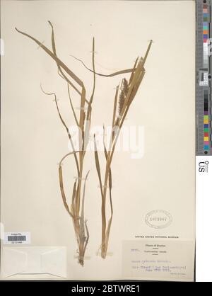 Carex retrorsa Schwein Carex retrorsa Schwein Stock Photo - Alamy