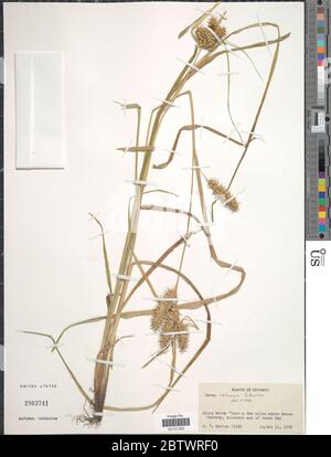 Carex retrorsa Schwein Stock Photo - Alamy