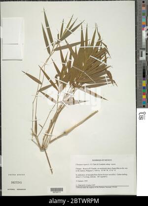 Chusquea repens subsp oaxacacensis LG Clark Londoo Chusquea repens ...