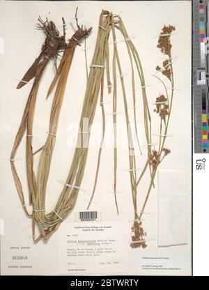 Cladium jamaicense Crantz Cladium jamaicense Crantz Stock Photo - Alamy