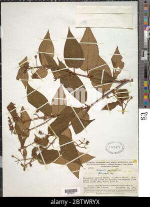 Clidemia pustulata DC Clidemia pustulata DC Stock Photo - Alamy