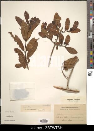 Combretum sp Combretum sp Stock Photo - Alamy