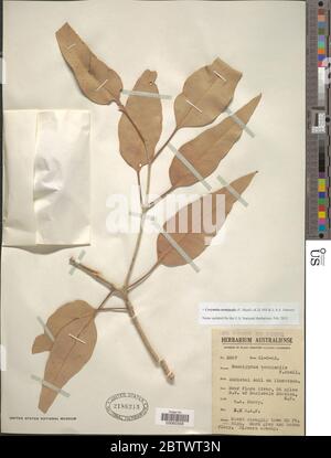 Corymbia terminalis F Muell KD Hill LAS Johnson Corymbia terminalis F ...