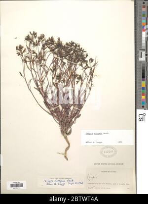 Crepis elegans Hook Crepis elegans Hook Stock Photo - Alamy