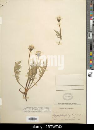 Crepis bakeri Greene Stock Photo - Alamy