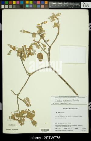 Beach Croton (Croton punctatus Stock Photo - Alamy