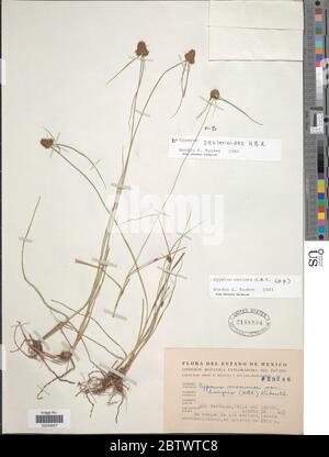 Cyperus manimae Kunth Cyperus manimae Kunth Stock Photo - Alamy