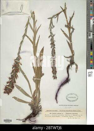Echium rubrum Forssk Echium rubrum Forssk Stock Photo - Alamy