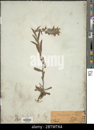Echium rubrum Forssk Stock Photo - Alamy