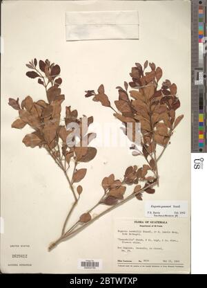 Eugenia gaumeri Standl Eugenia gaumeri Standl Stock Photo - Alamy