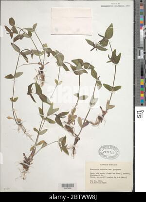 flowering bluets (Houstonia Stock Photo - Alamy