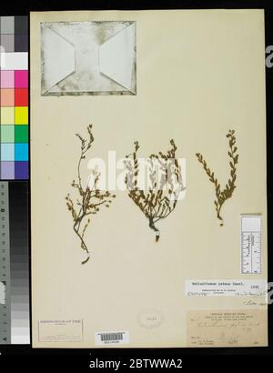 Helianthemum patens Hemsl Stock Photo - Alamy