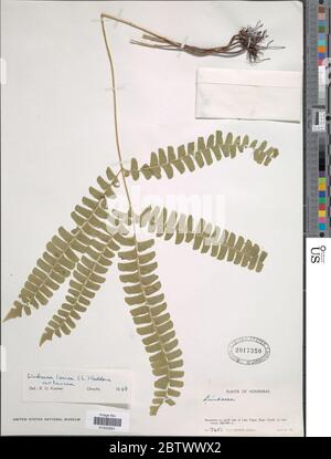 Lindsaea lancea L Bedd Lindsaea lancea L Bedd Stock Photo - Alamy